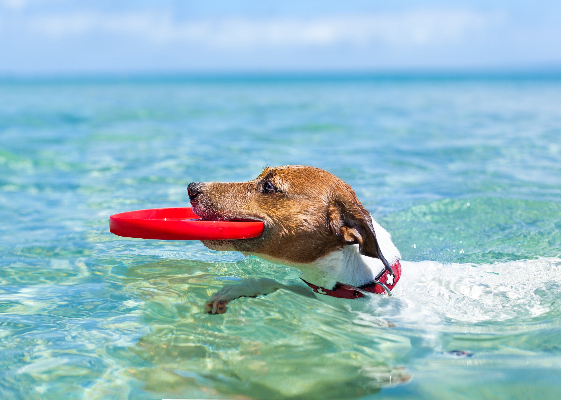 Pets Friendly Beaches in Croatia