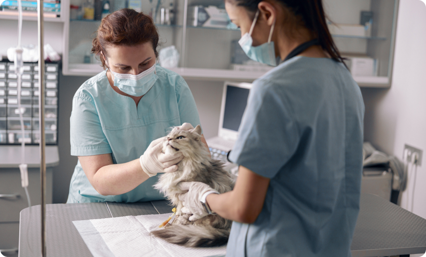 Home [www.vetti-group.hr]